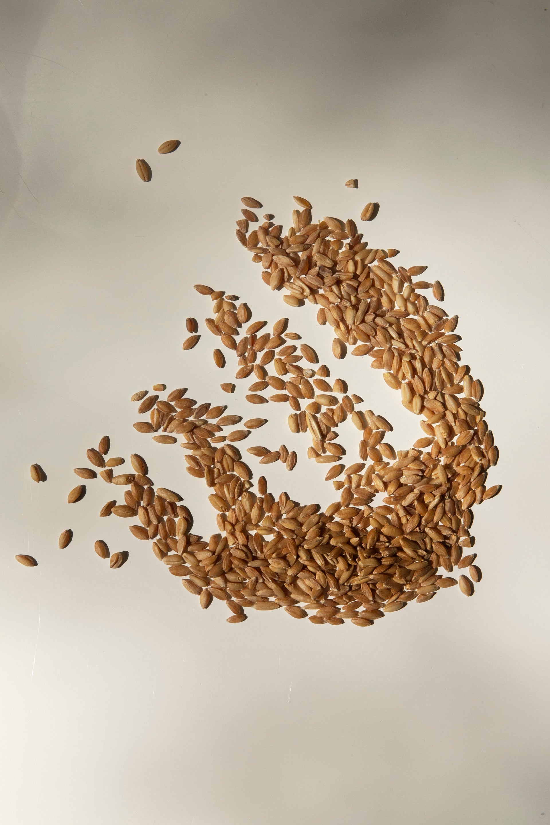 Einkorn, Ancient Wheat BERRIES | The Mendocino Grain Project